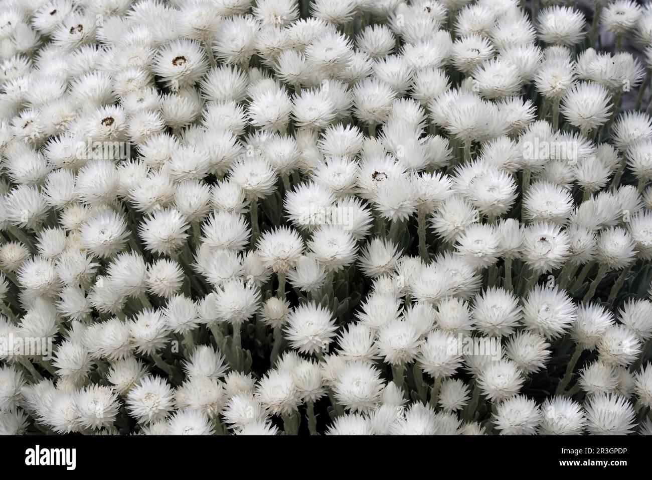 Cape Everlasting (Syncarpha speciosissima), Table Mountain National ...