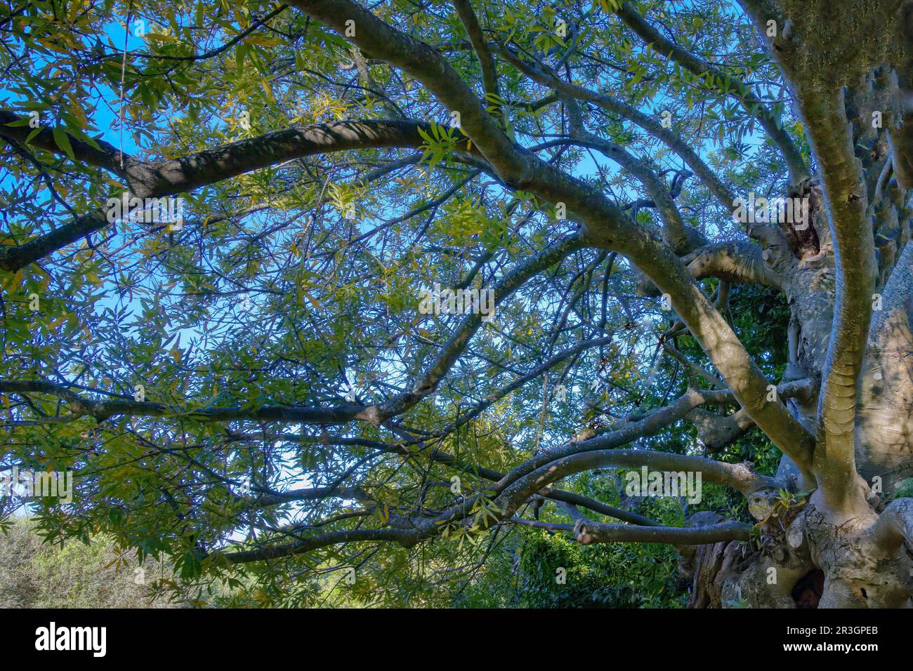 Wild almond (Brabejum stellatifolium) tree, Kirstenbosch, Cape Town ...