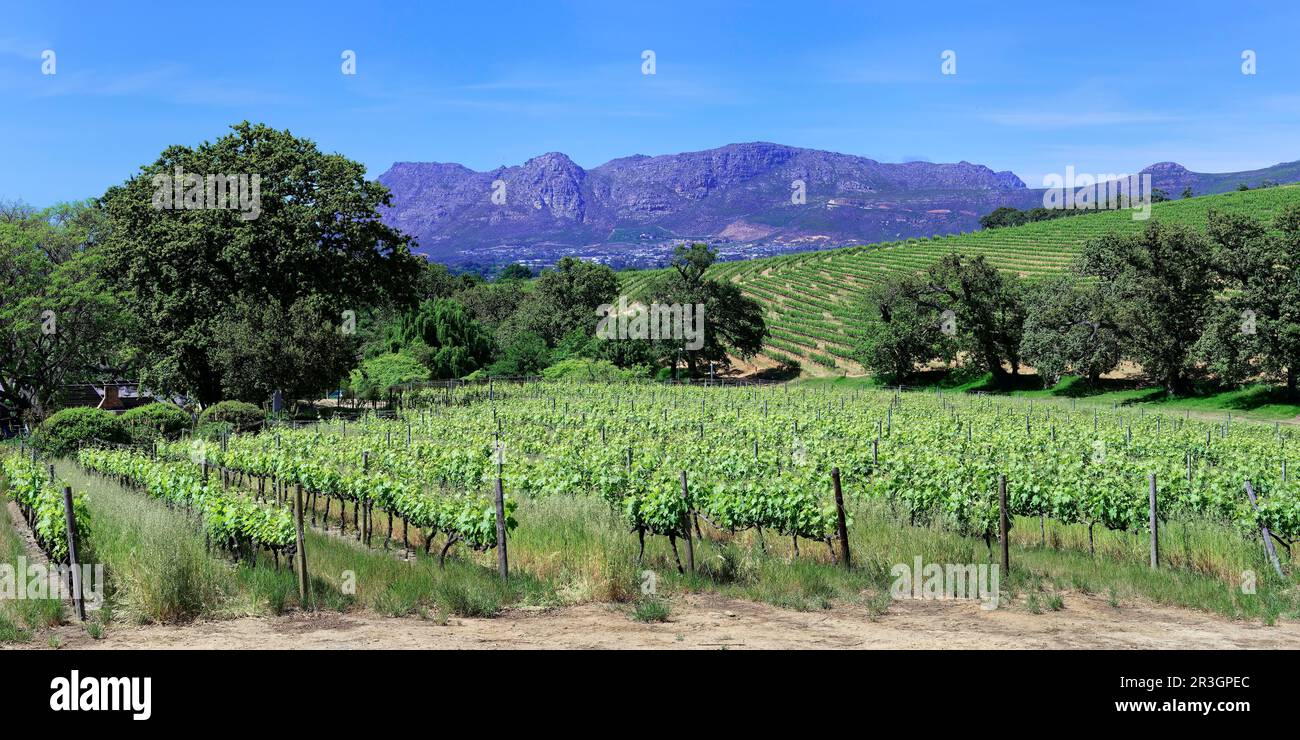 Vineyard, Groot Constantia Wine Estate, Cape Town, South Africa Stock ...