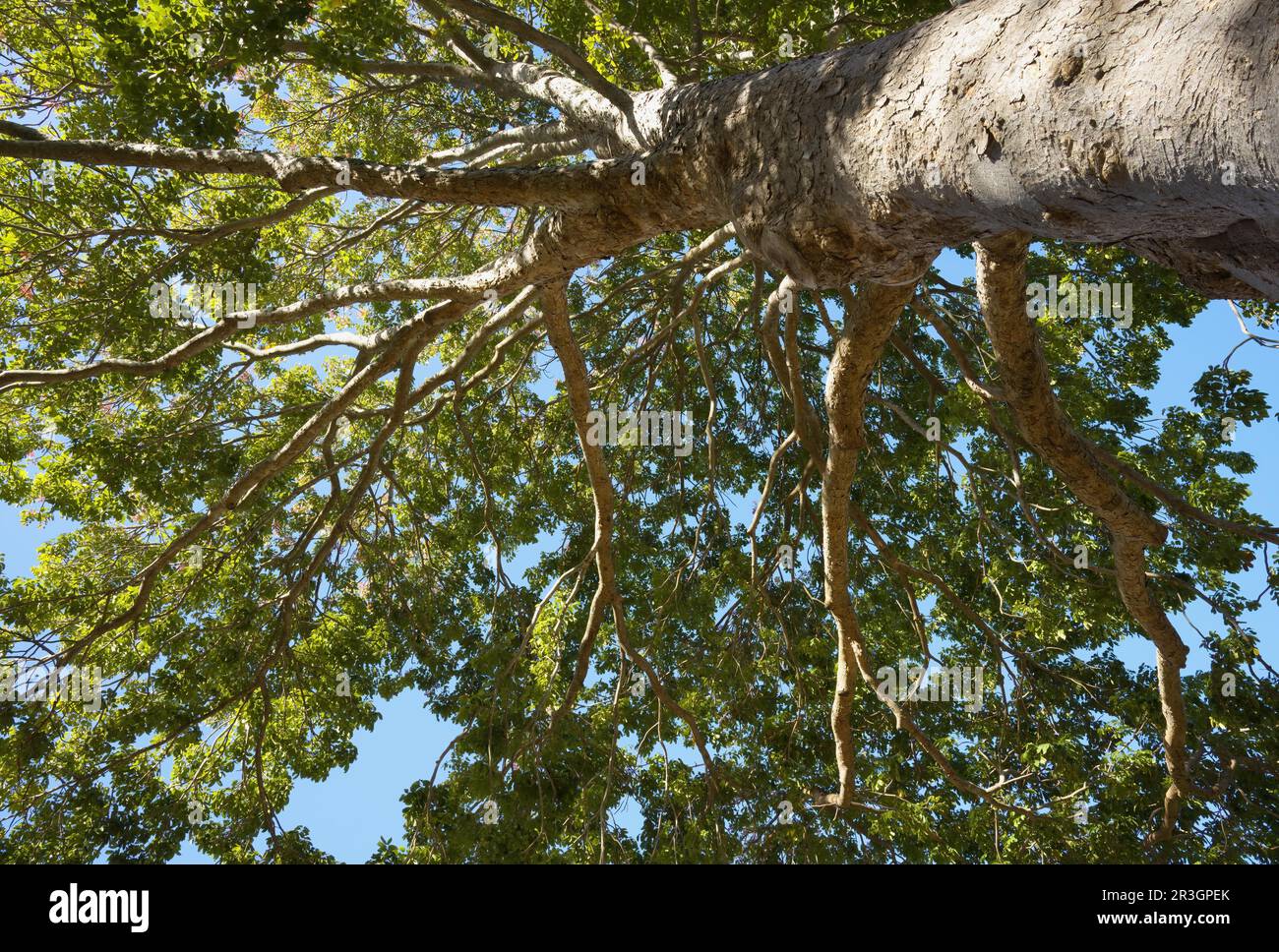 Mahogany tree africa hi-res stock photography and images - Alamy