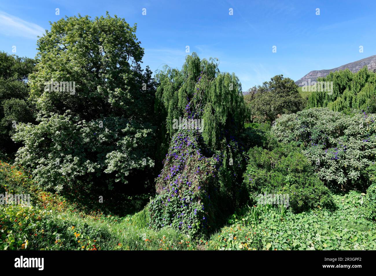 Groot constantia wine estate gardens hi-res stock photography and ...