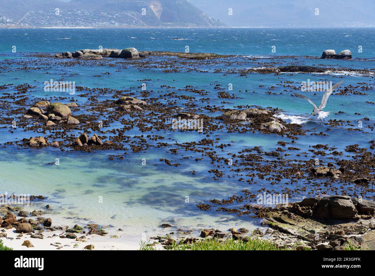 Boulder's Beach, Cape Town, South Africa Stock Photo - Alamy
