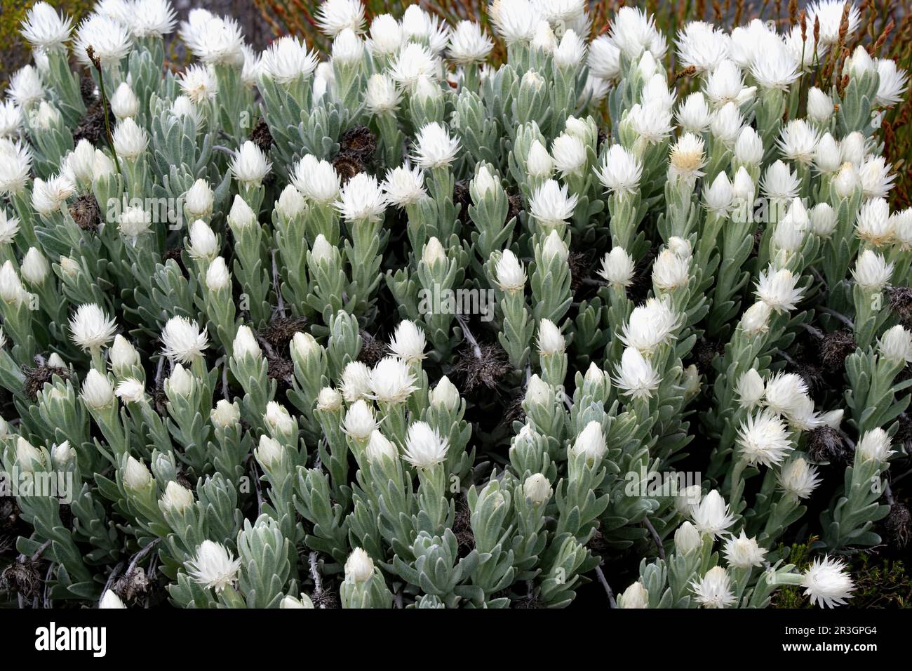 (Syncarpha vestita), Table Mountain National Park, Cape Town, South ...