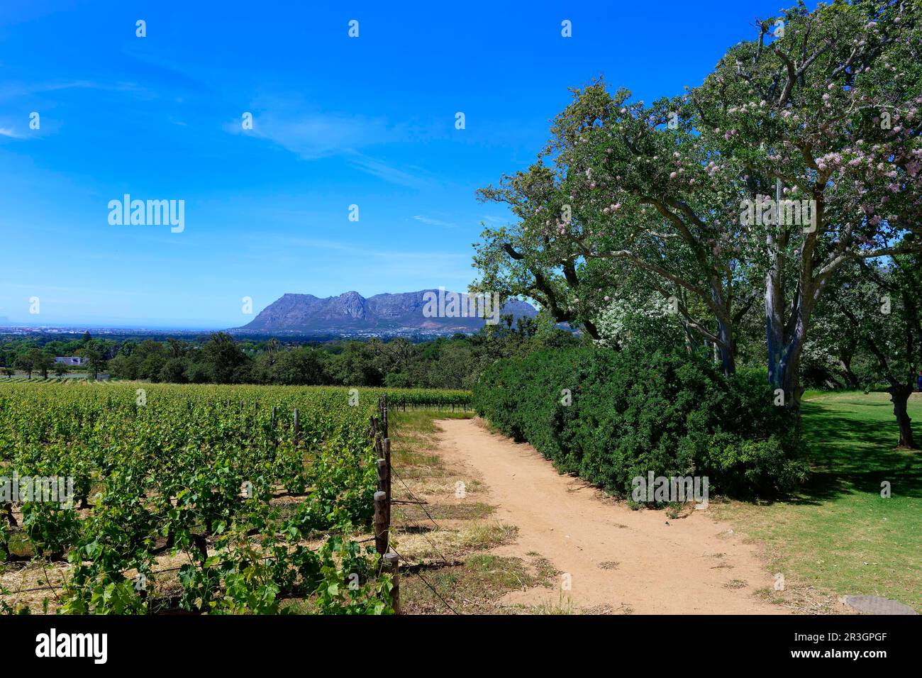 Vineyard, Groot Constantia Wine Estate, Cape Town, South Africa Stock ...