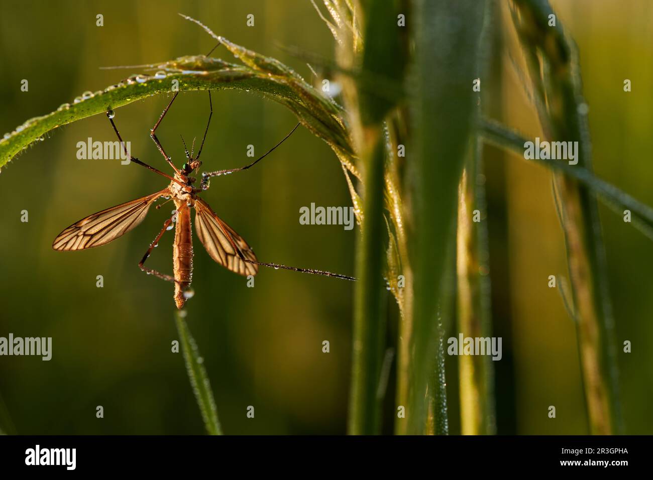Crane fly insect macro hi-res stock photography and images - Alamy