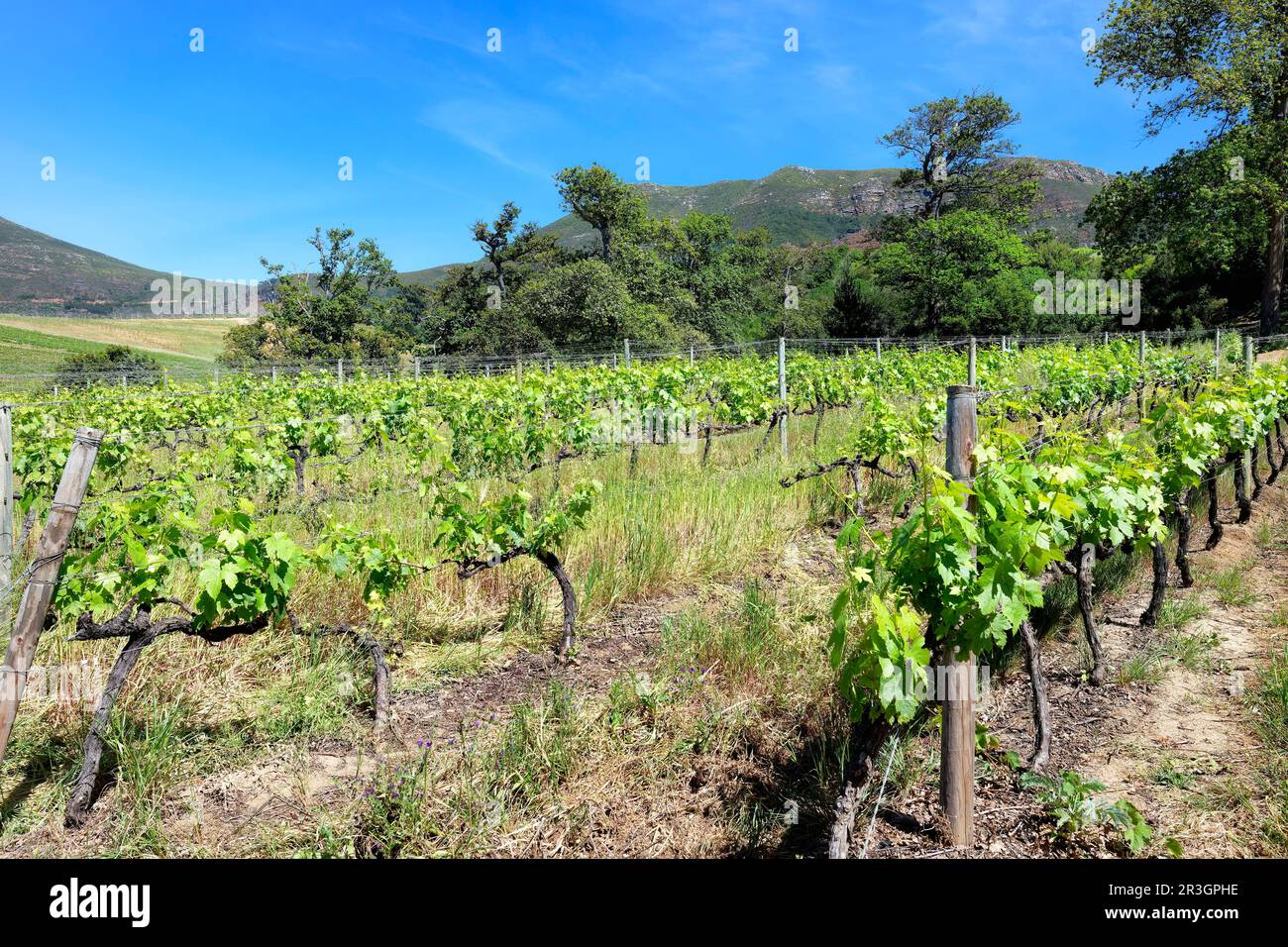 Vineyard, Groot Constantia Wine Estate, Cape Town, South Africa Stock ...