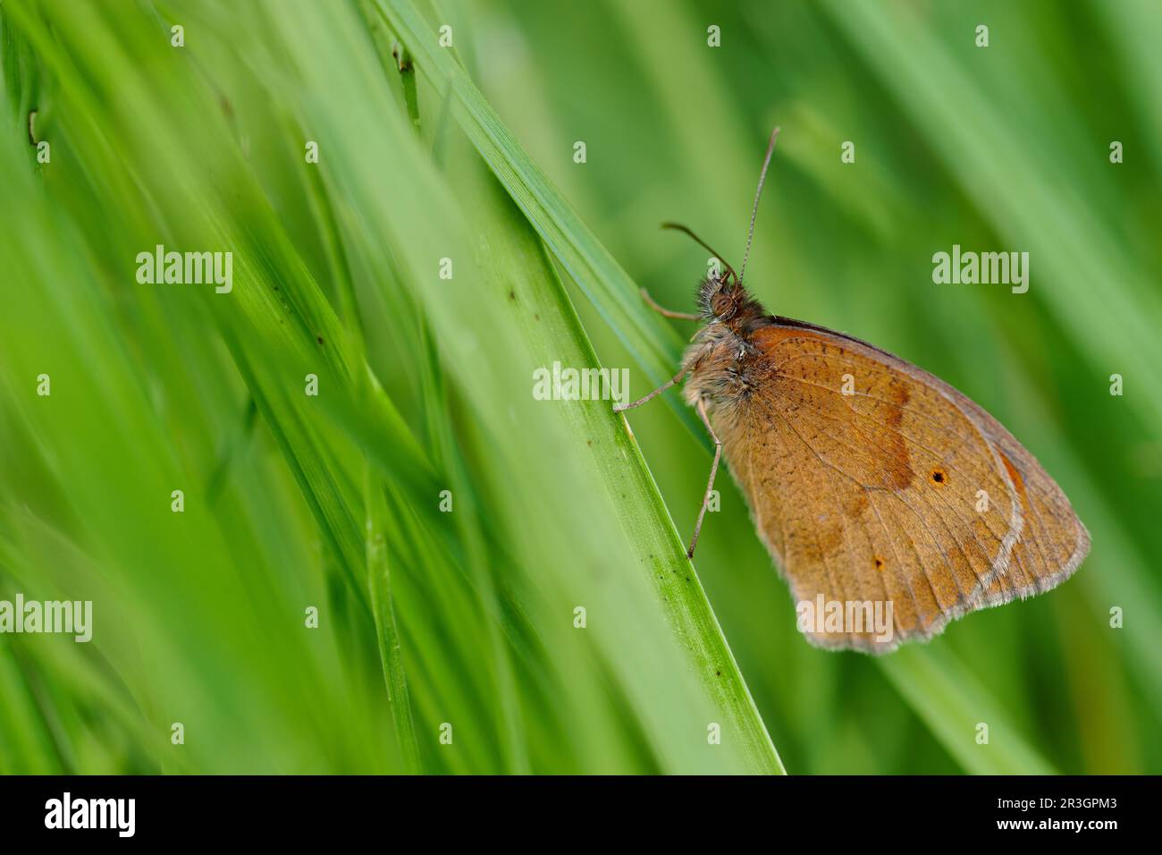 Butterfly ringlet hi-res stock photography and images - Alamy