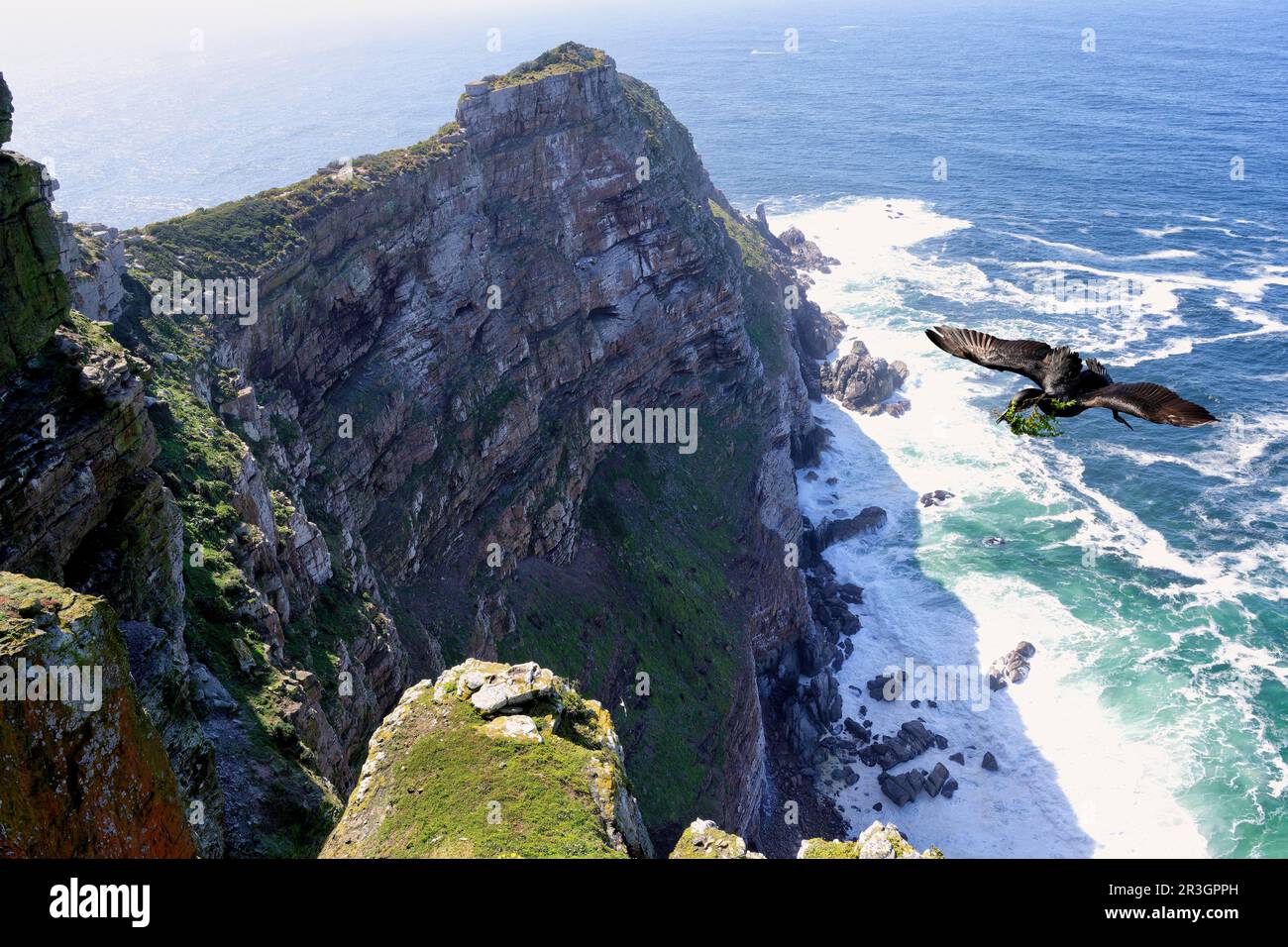 Cape Cormorant (Phalacrocorax capensis) flying over Cape Point, Cape of ...