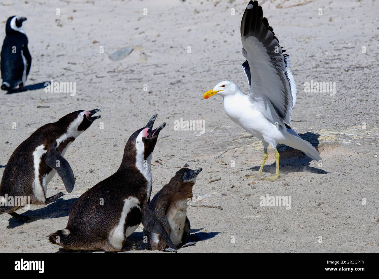 African Penguins (Spheniscus demersus) attacked by a Kelp Gull (Larus ...
