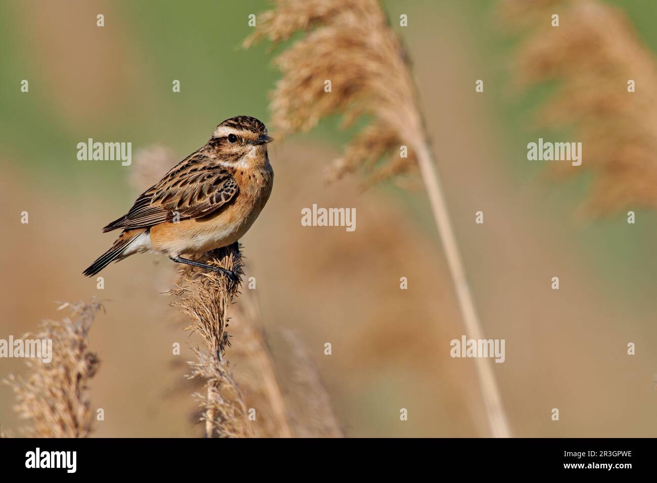 Whinchat in Hungary Stock Photo - Alamy