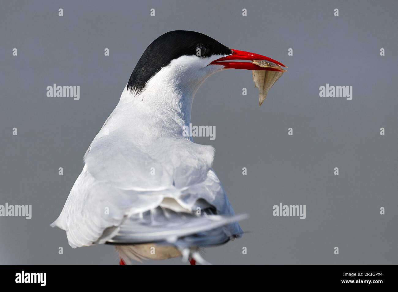 Arctic tern (Sterna paradisaea) with fish in its beak, flatfish ...