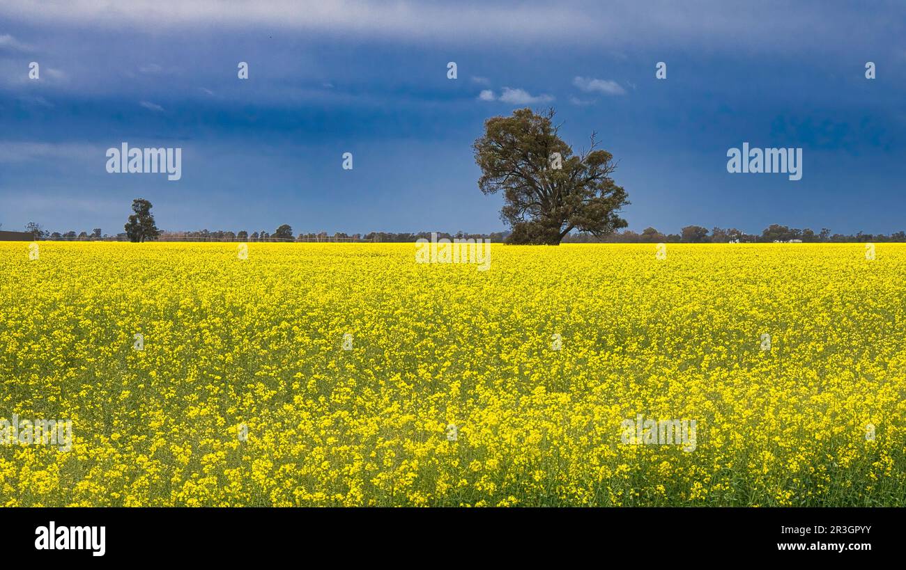 Canola Crop with Trees in North Eastern Victoria Australia, in spring ...