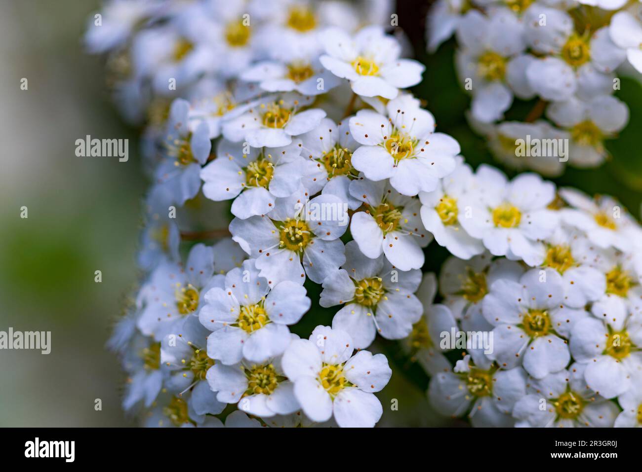 Flowers of the garland spirea (Spiraea arguta), close-up, Ternitz ...
