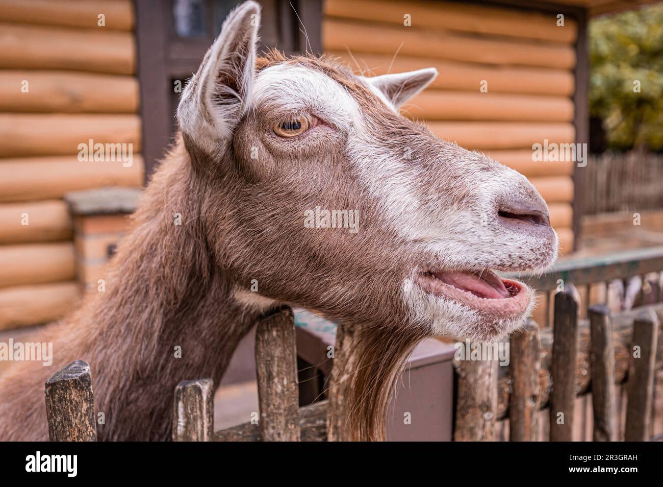 Domestic goat looking over fence hi-res stock photography and images ...