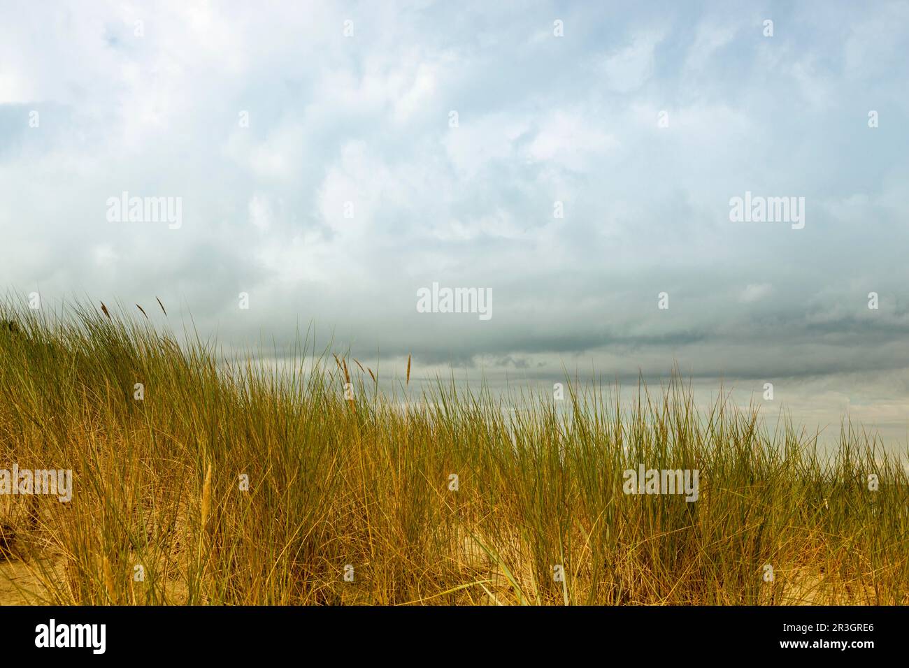 European marram grass (Ammophila arenaria) or common beach grass Stock ...