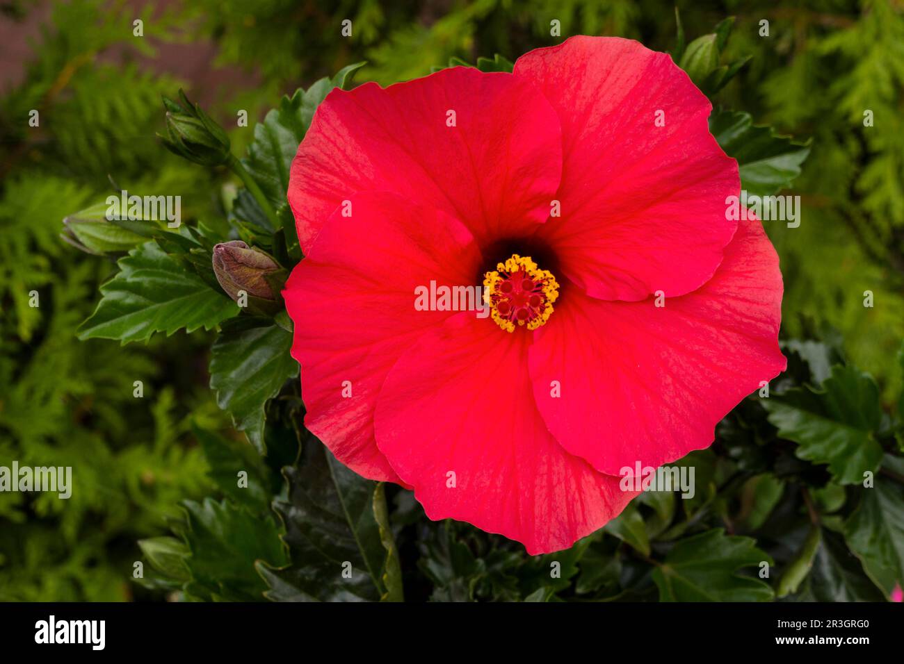 Hibiscus flora hi-res stock photography and images - Alamy