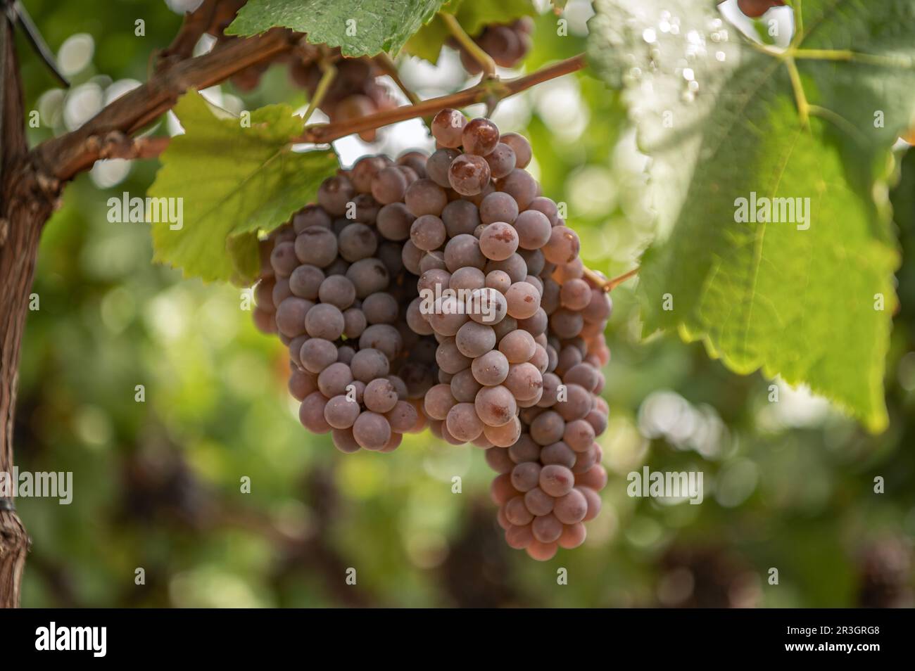 Grapes plants hi-res stock photography and images - Alamy