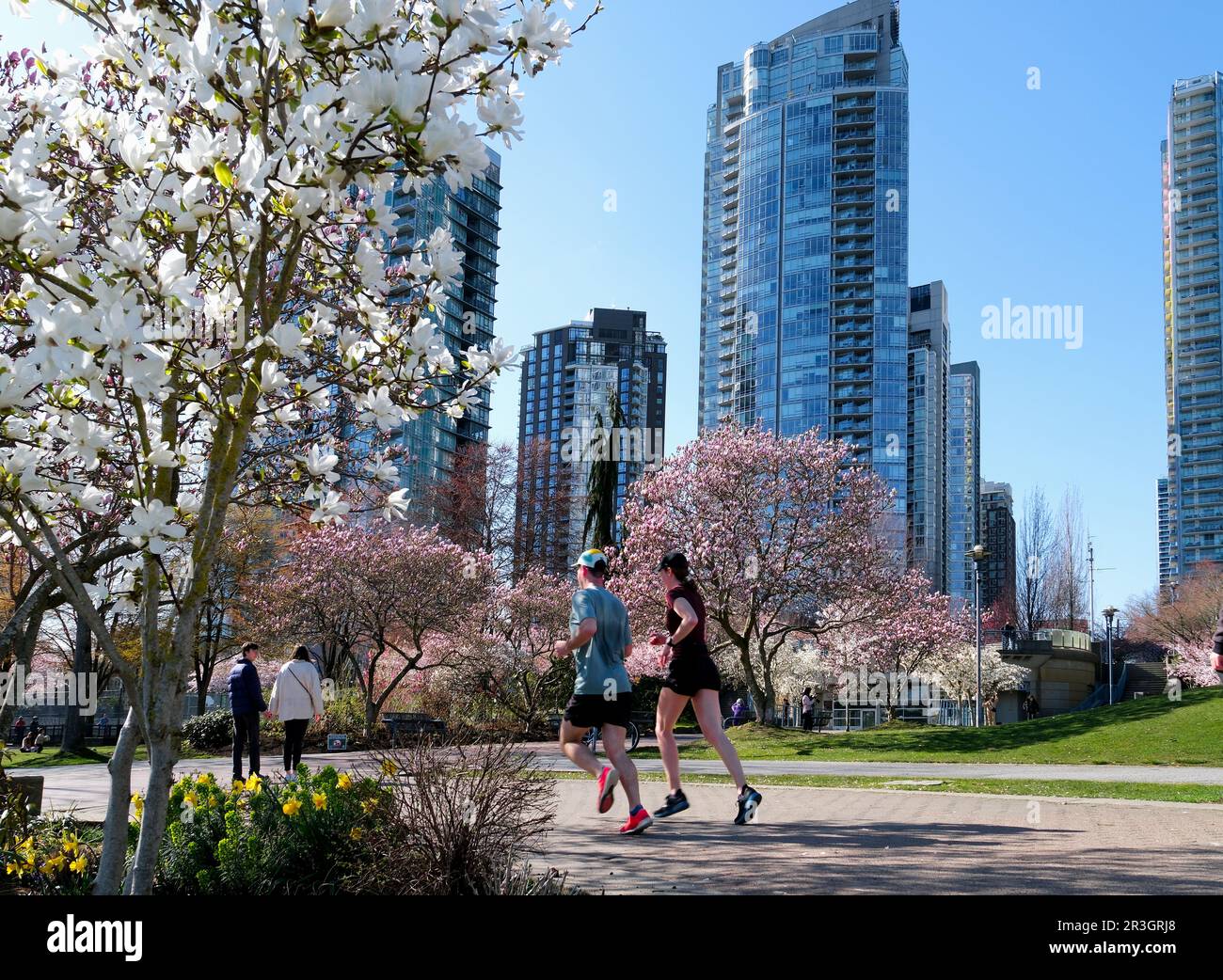 David Lam Park spring in big city cherry blossoms bright sky without ...