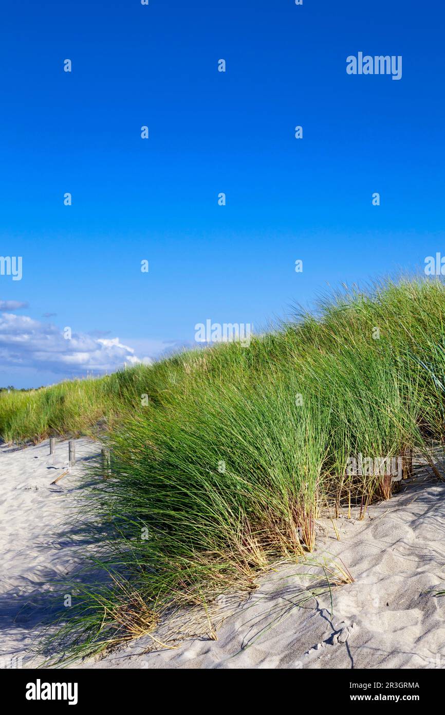 European marram grass (Ammophila arenaria) or common beach grass Stock ...