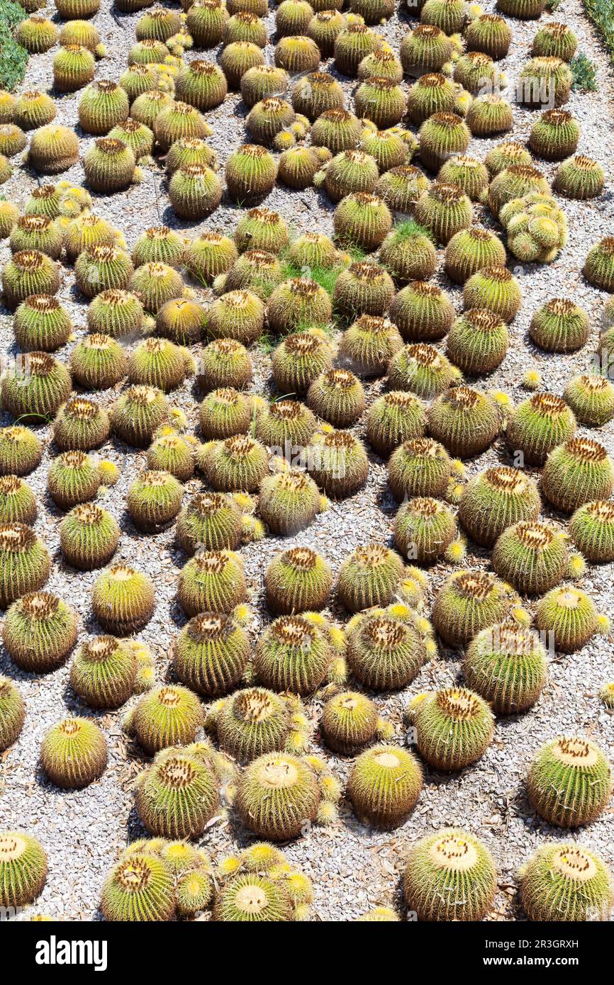 Detail of a Cactus Garden, useful also for concepts Stock Photo - Alamy