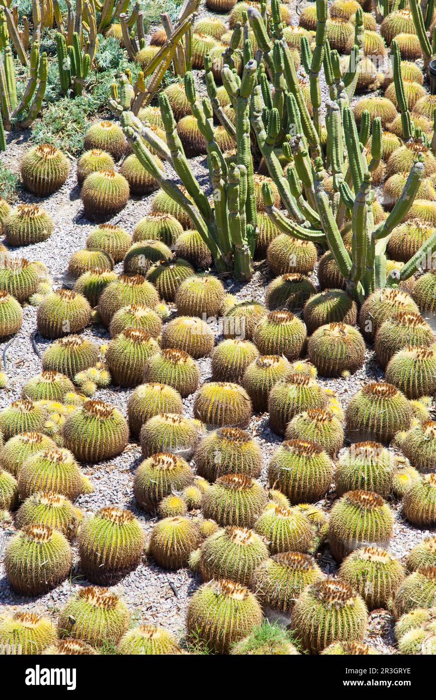 Detail of a Cactus Garden, useful also for concepts Stock Photo - Alamy
