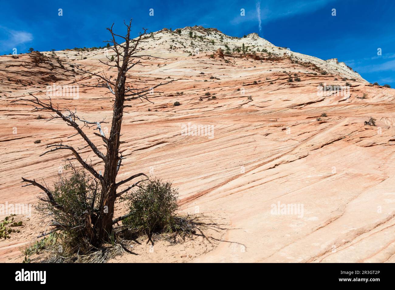 Pinky rocky waves in Zion National Park, USA Stock Photo - Alamy