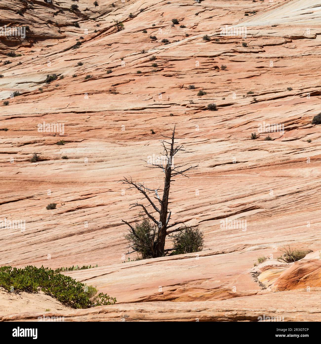 Pinky rocky waves in Zion National Park, USA Stock Photo - Alamy