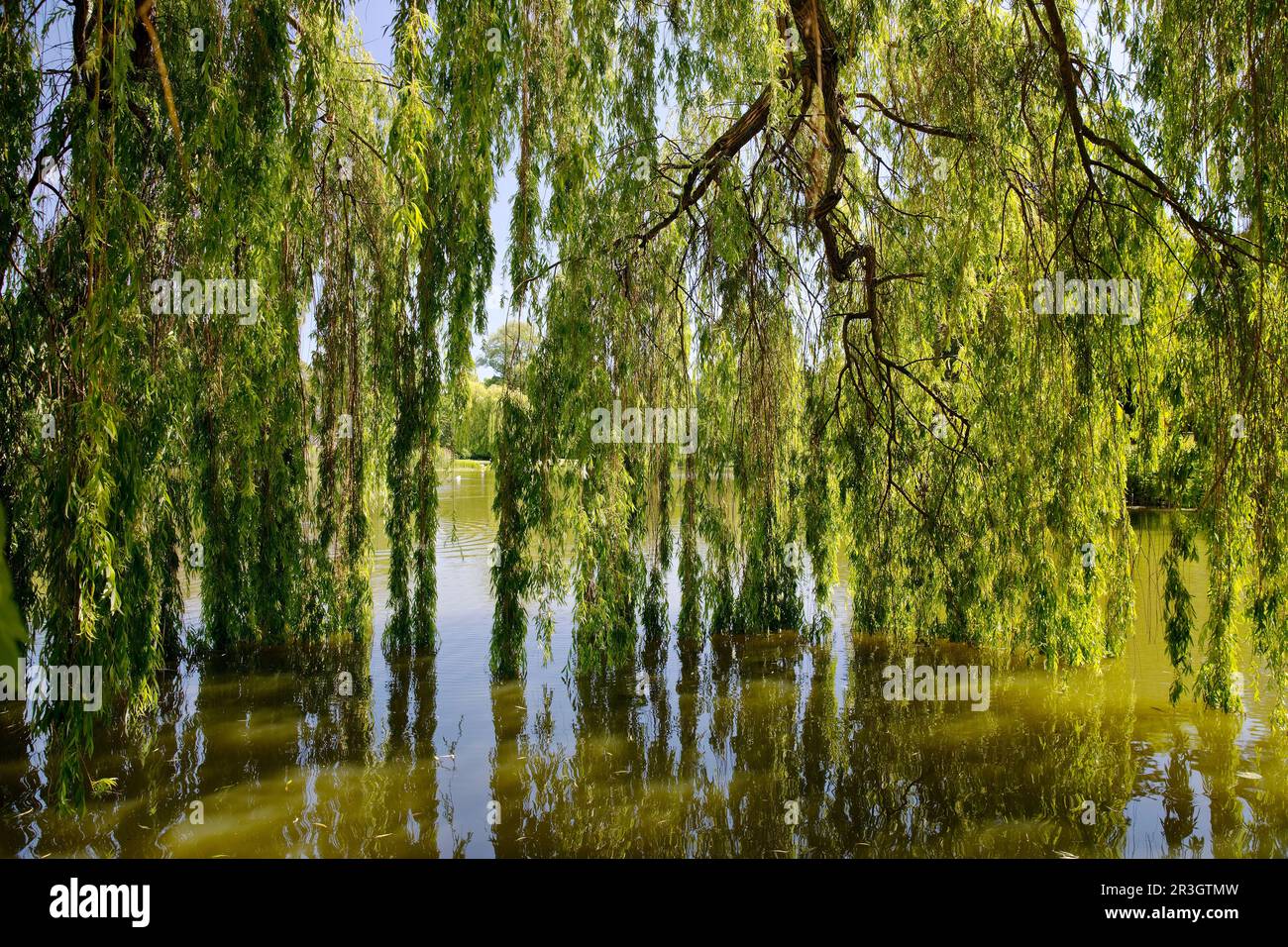 Travel tree europe germany hi-res stock photography and images - Alamy