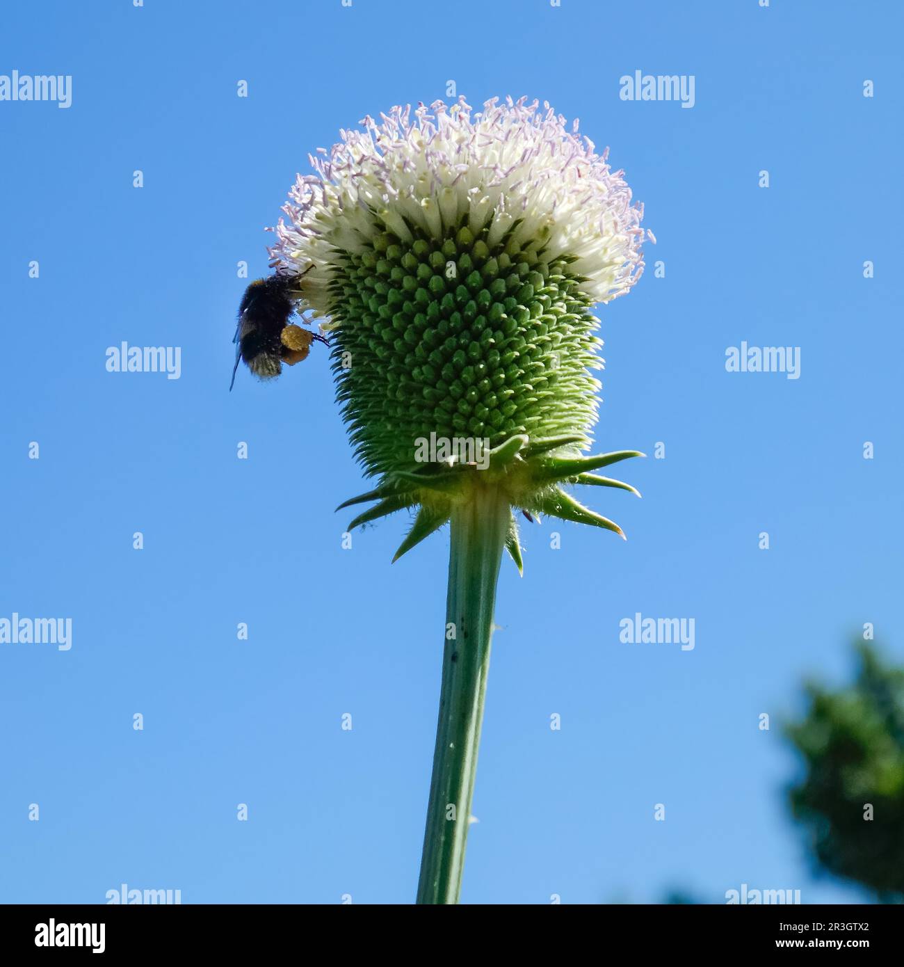 Purple tinged flowering hi-res stock photography and images - Alamy