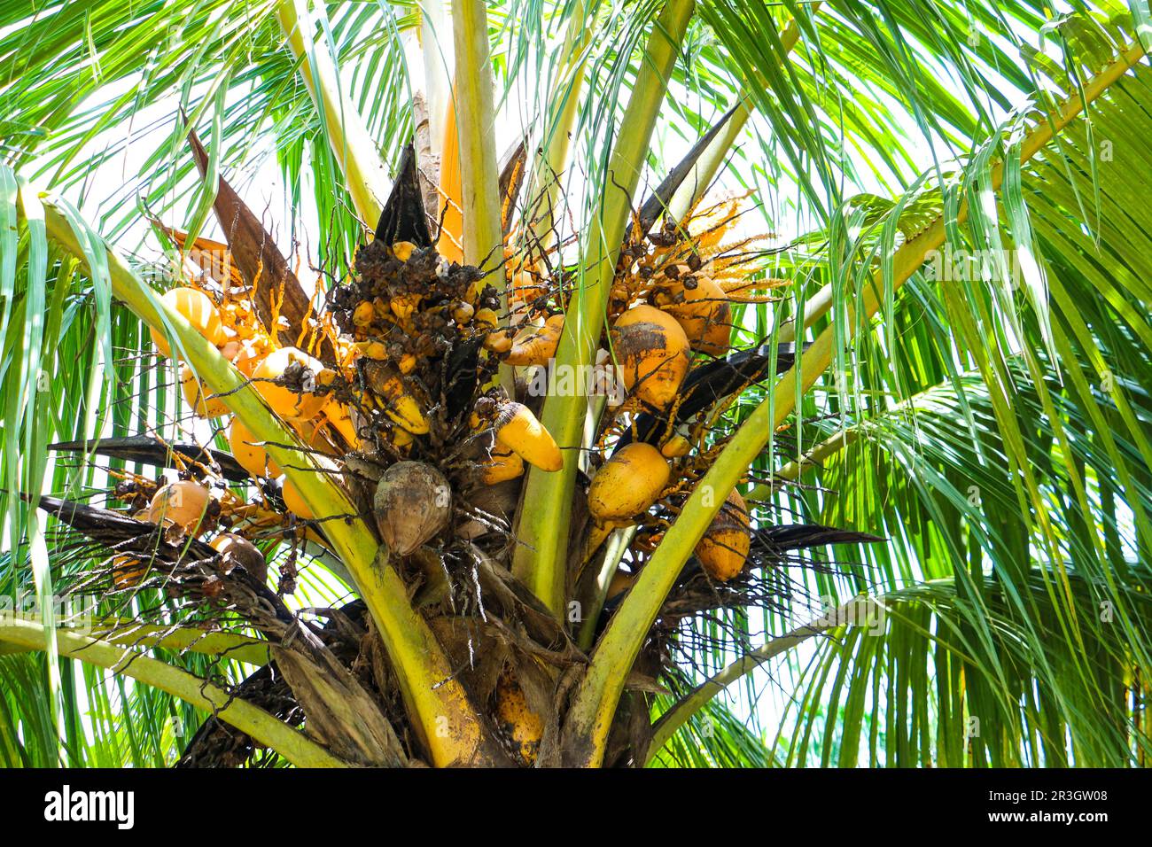 Hainan island beach hi-res stock photography and images - Alamy