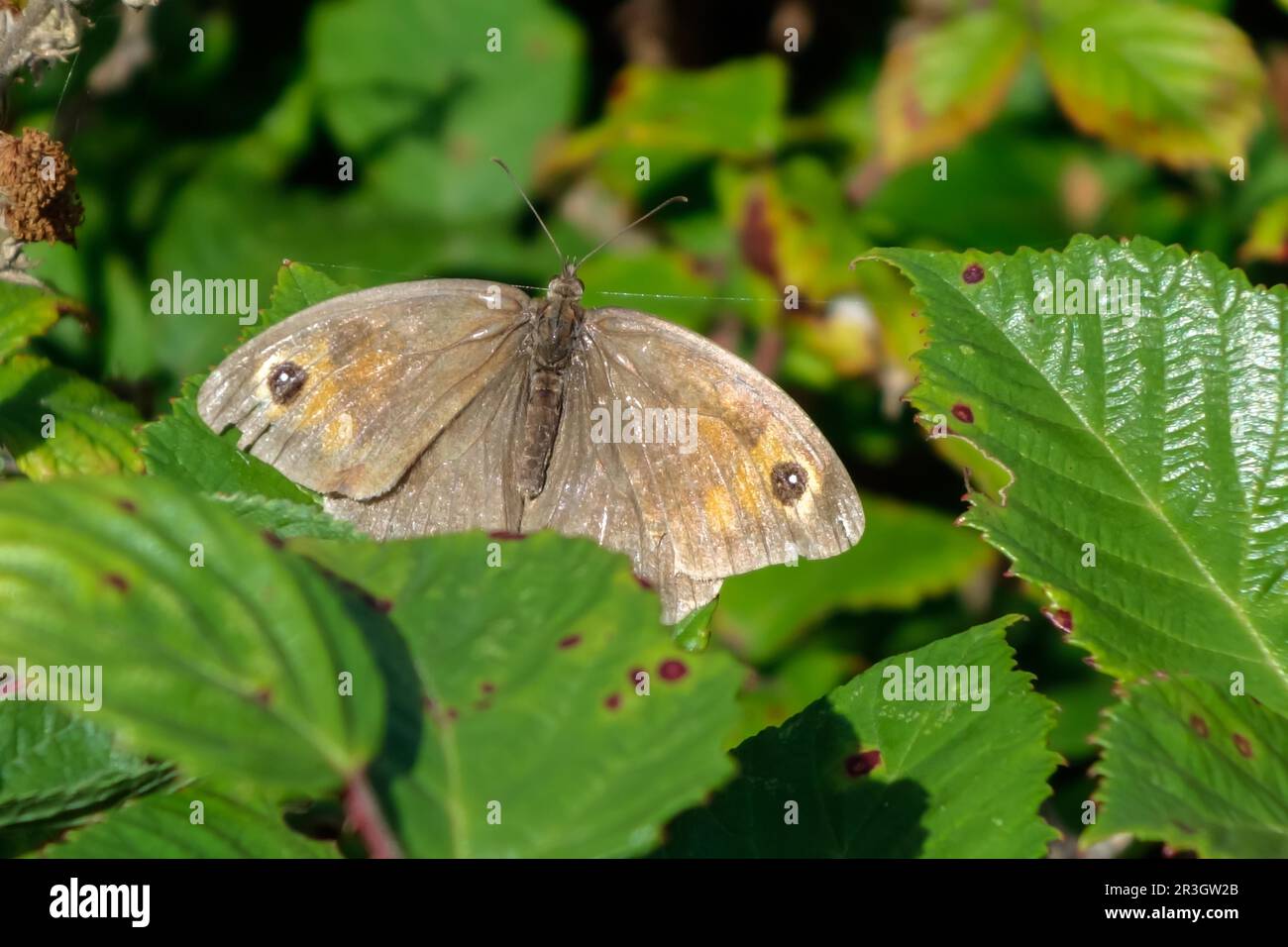 Meadow Brown (Maniola jurtina) Butterfly Stock Photo - Alamy