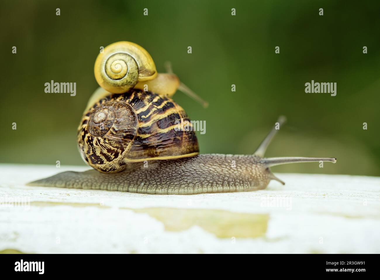 Little snail piggybacking on big snail Stock Photo - Alamy
