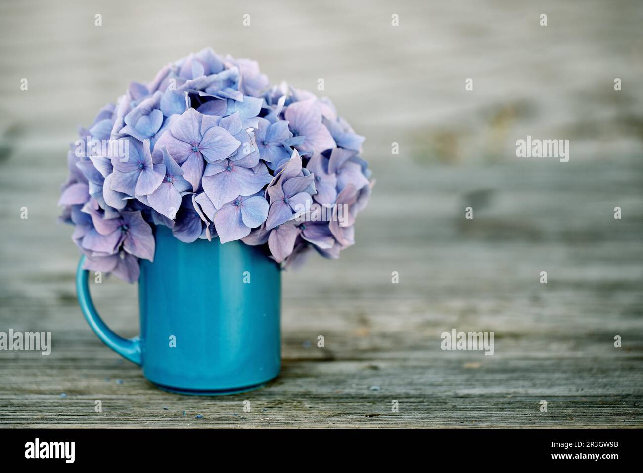 Still life hydrangeas hi-res stock photography and images - Alamy