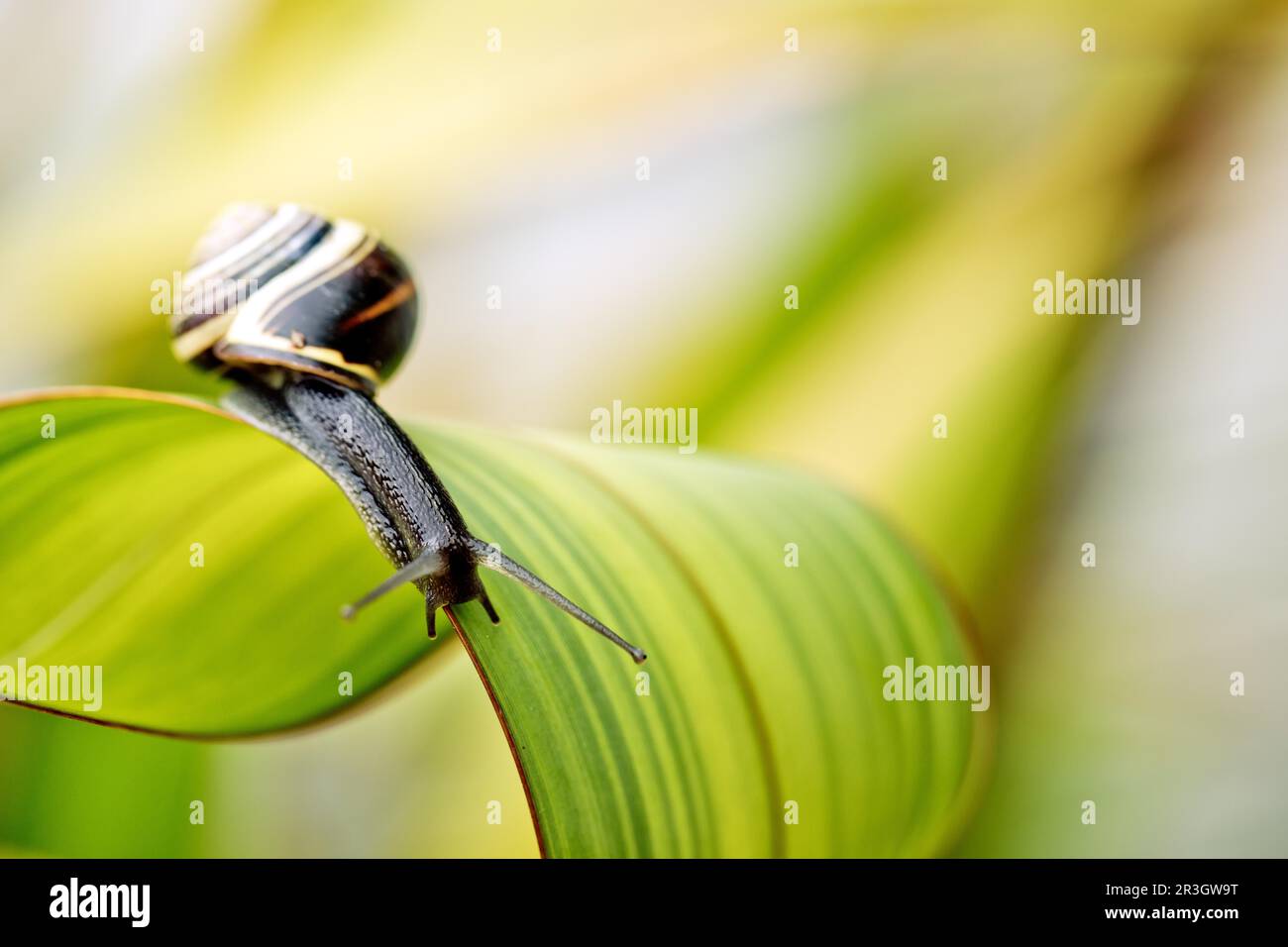 Snail on leaf on plant in garden Stock Photo - Alamy