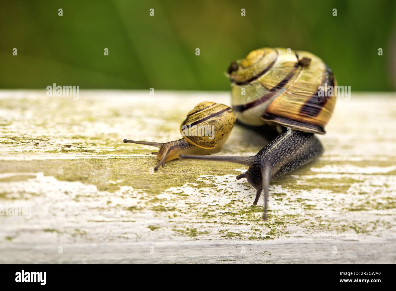 Snail in the summer garden Stock Photo - Alamy