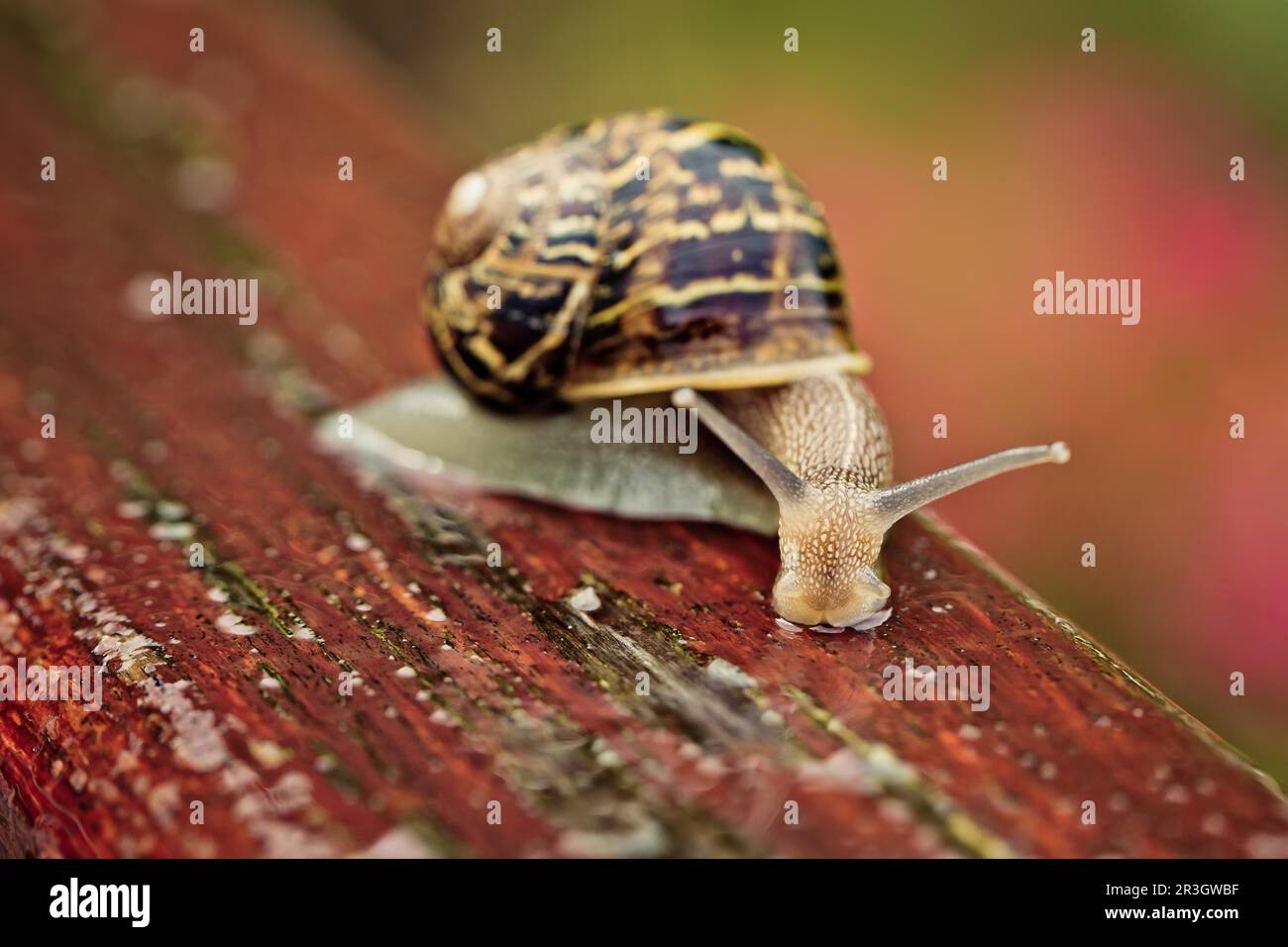 Snail in the summer garden Stock Photo - Alamy