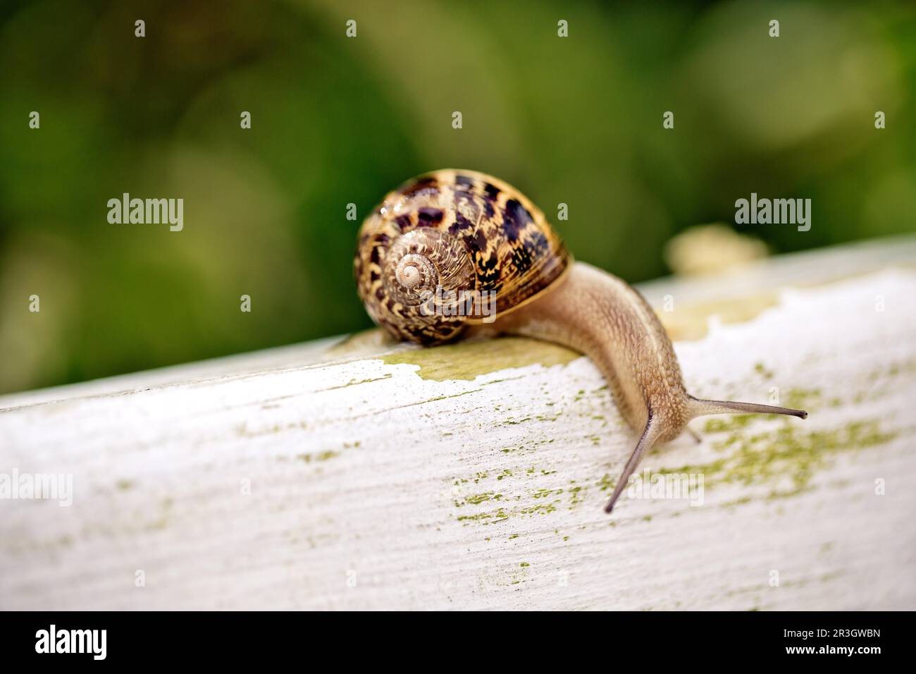 Snail in the summer garden Stock Photo - Alamy