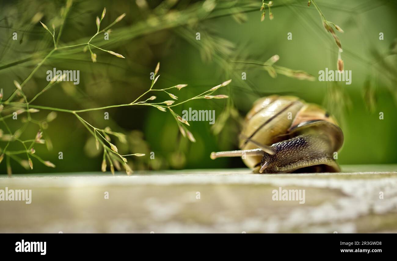 Snail in the summer garden Stock Photo - Alamy