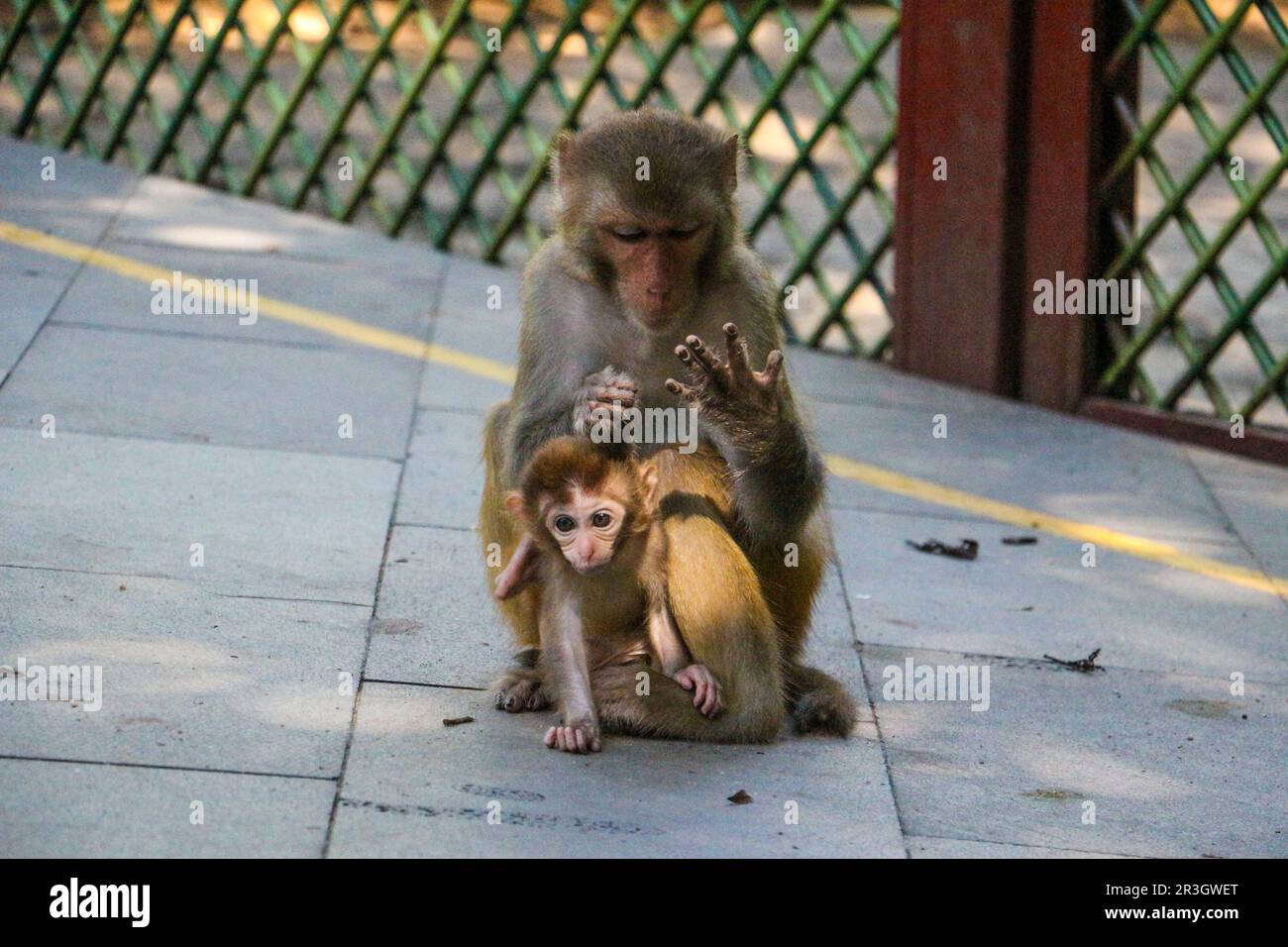 Monkey seaside hi-res stock photography and images - Alamy
