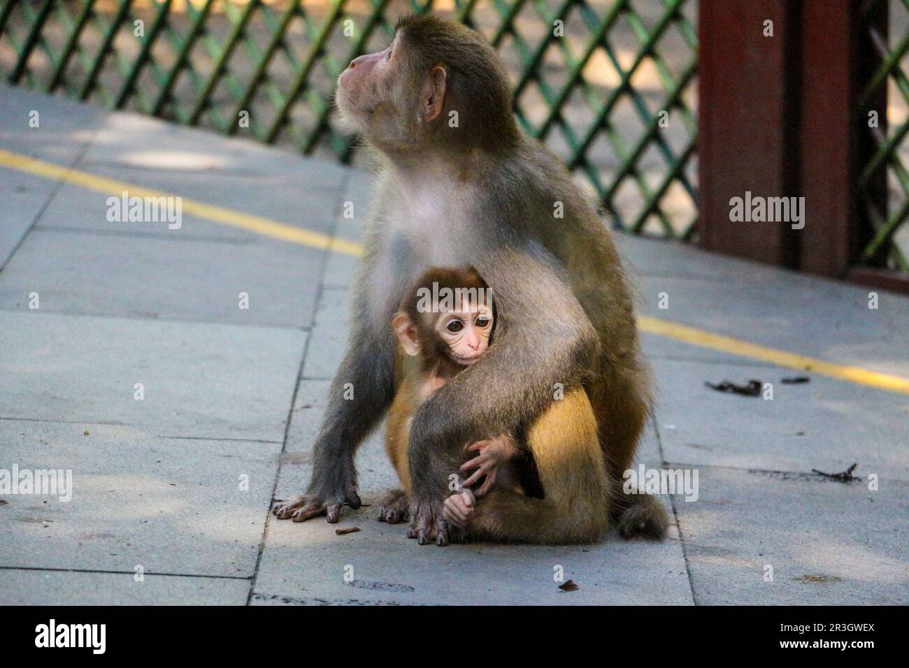Hainan Monkey Island Stock Photo - Alamy