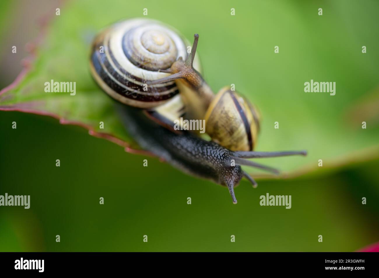 Snail in the summer garden Stock Photo - Alamy