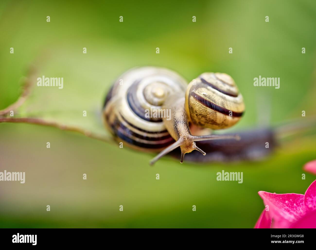 Snail in the summer garden Stock Photo - Alamy