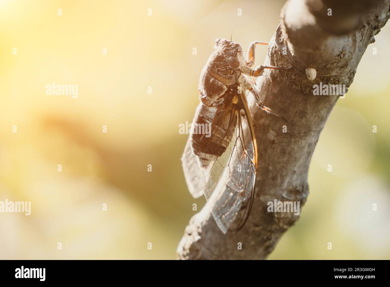 A cicada sits on a fig tree on summer, closeup shot. Singing loudly to ...