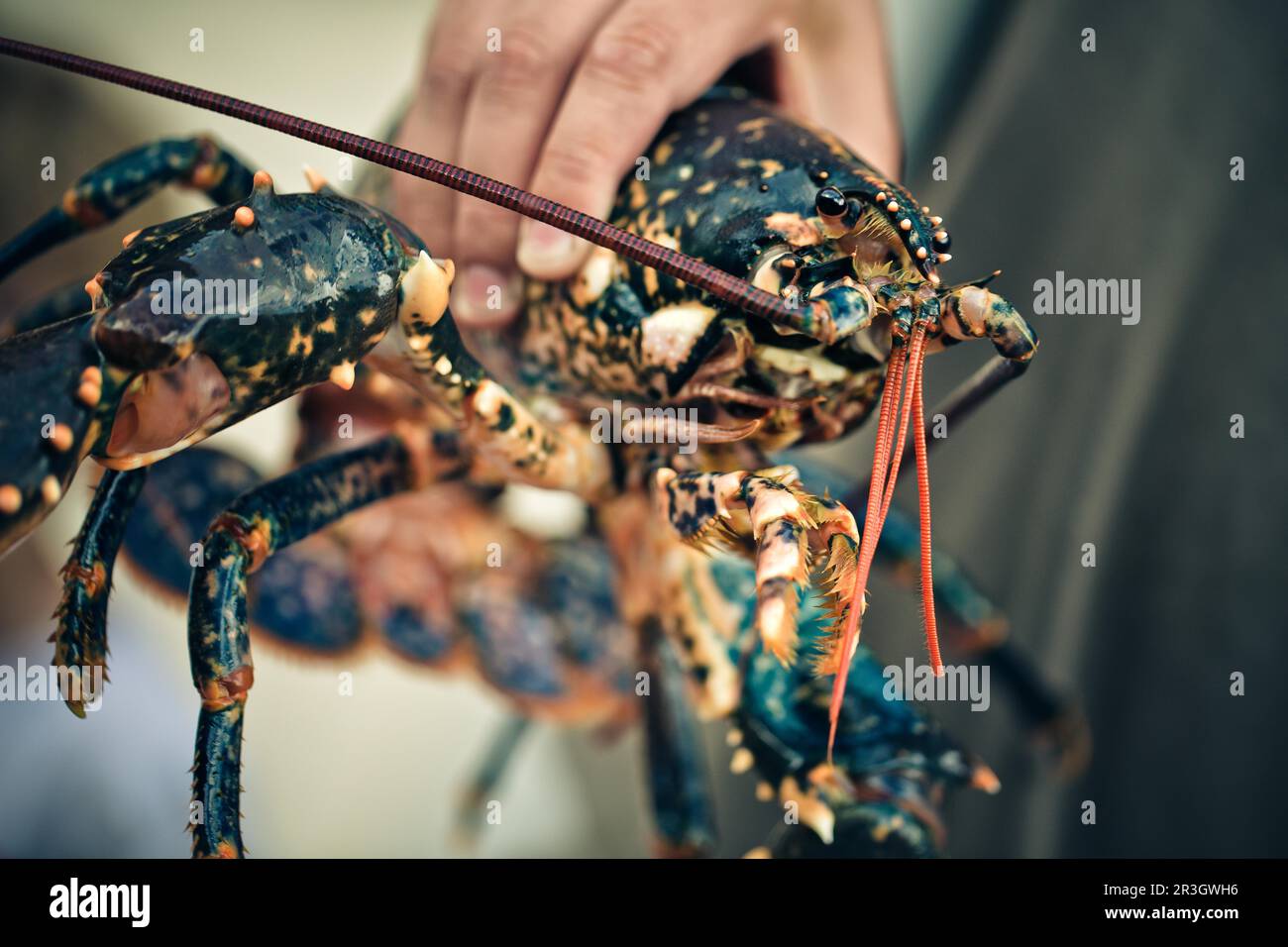 Lobster held hi-res stock photography and images - Alamy