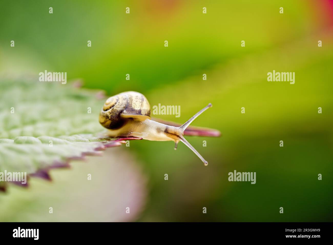 Snail in the summer garden Stock Photo - Alamy
