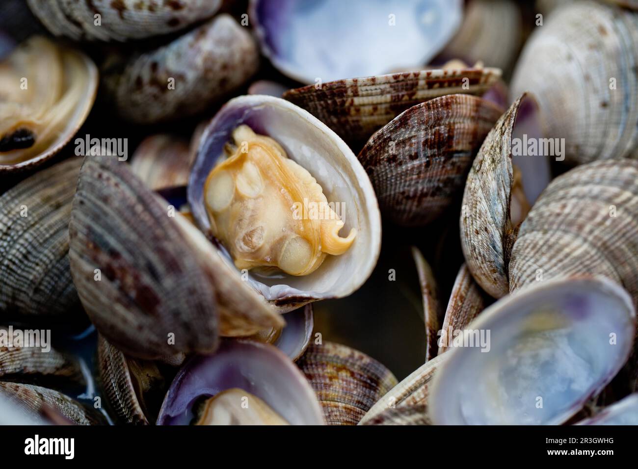 Fresh cooked mussels Stock Photo - Alamy