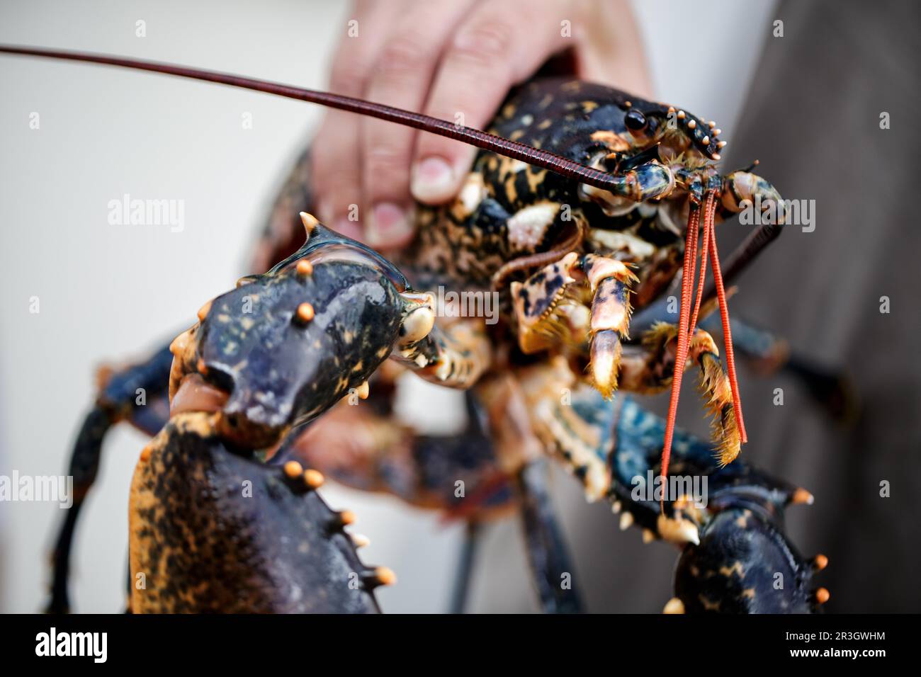 Lobster held hi-res stock photography and images - Alamy