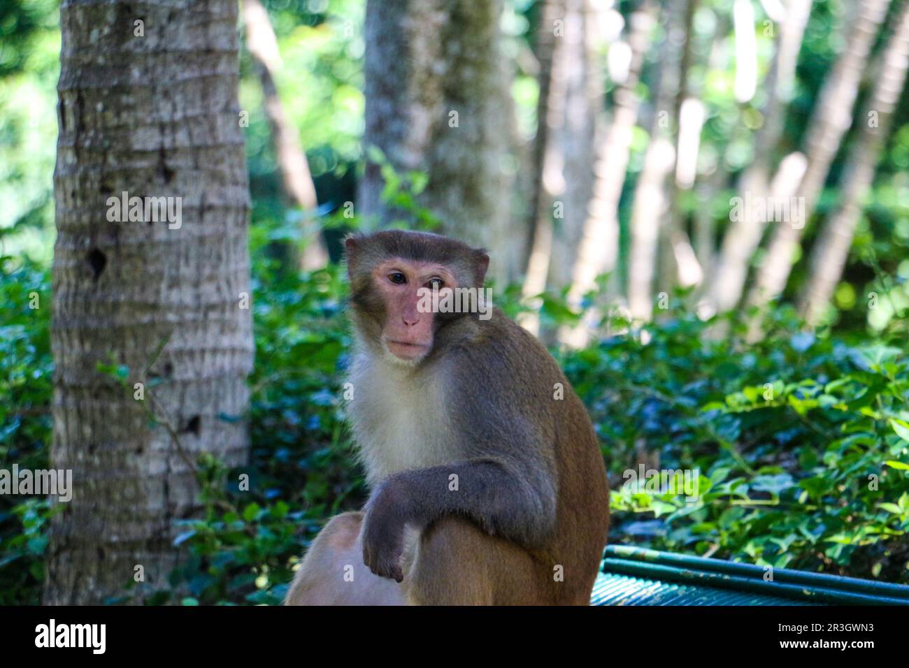 Hainan Monkey Island Stock Photo - Alamy