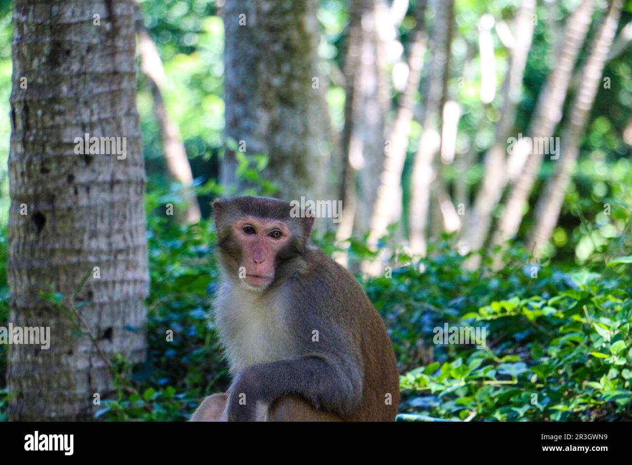 My hainan magazine hi-res stock photography and images - Alamy