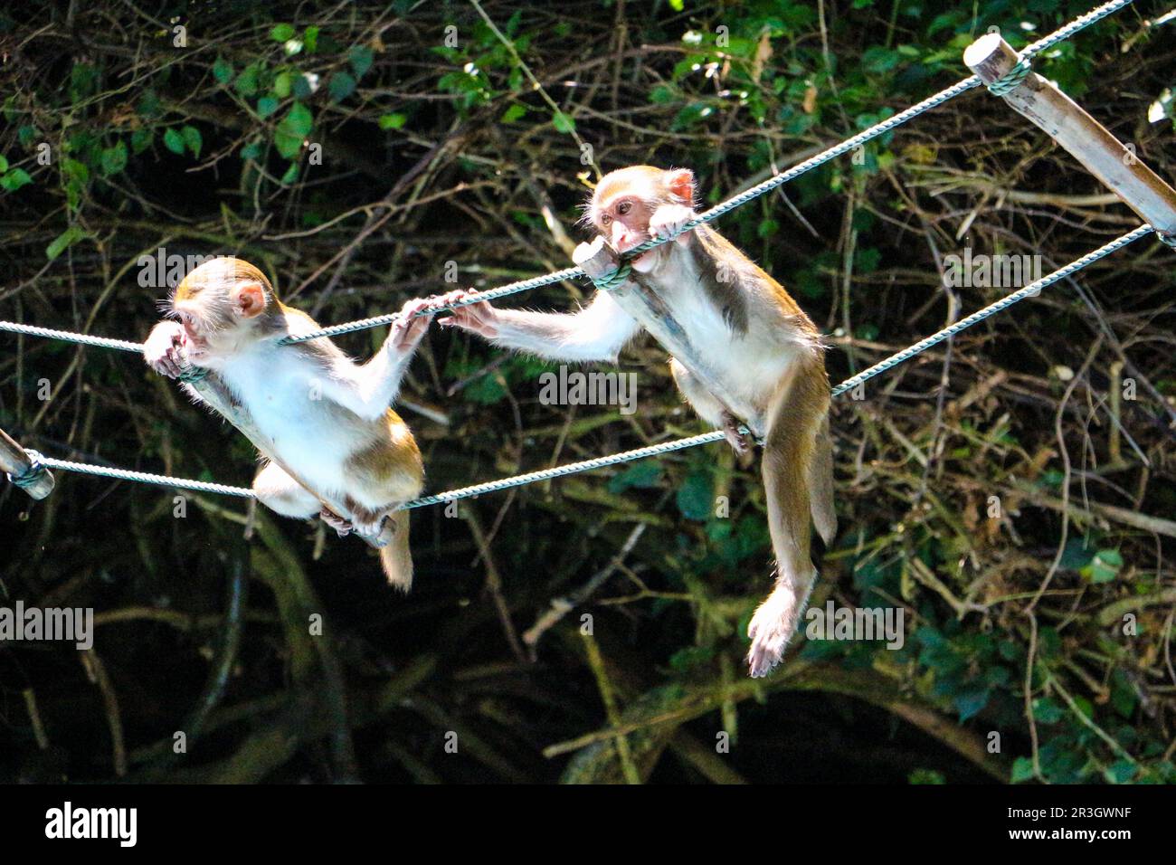 Hainan Monkey Island Stock Photo - Alamy